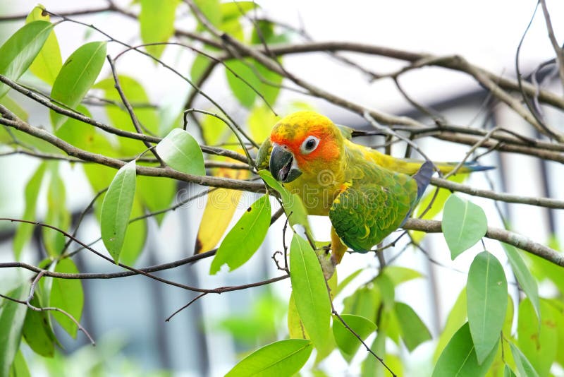 Lovely Sun Conure bird stock photo. Image of face, lovely - 44911688