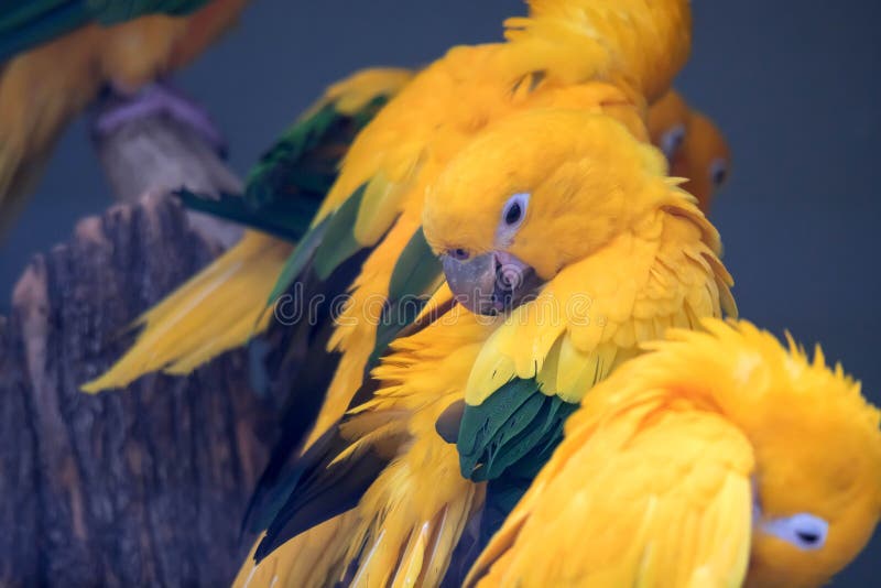 Lovely Sun Conure Parrot Birds on the Perch. Flock of Colorful Sun ...