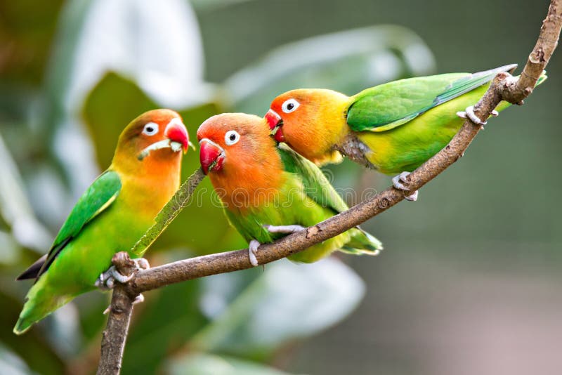 Lovely Sun Conure Parrot Birds on the Perch. Flock of Colorful Sun ...