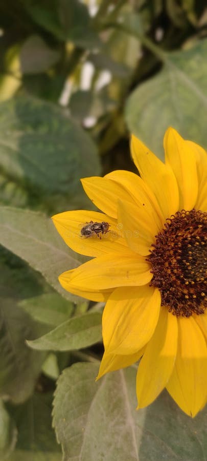 Lovely Sun Flowre stock photo. Image of flowre, lovely - 241703244