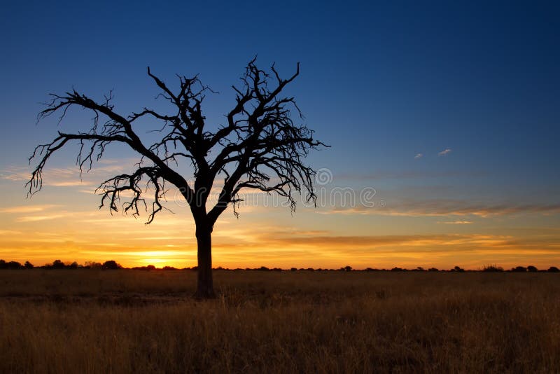 Lovely Sunset in Kalahari with Dead Tree Stock Image - Image of arid ...