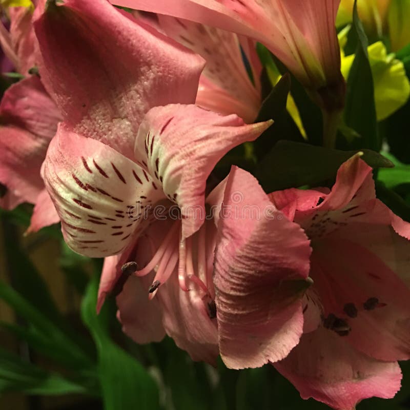 Lovely swirl of spring. stock photo. Image of beautiful - 79019322