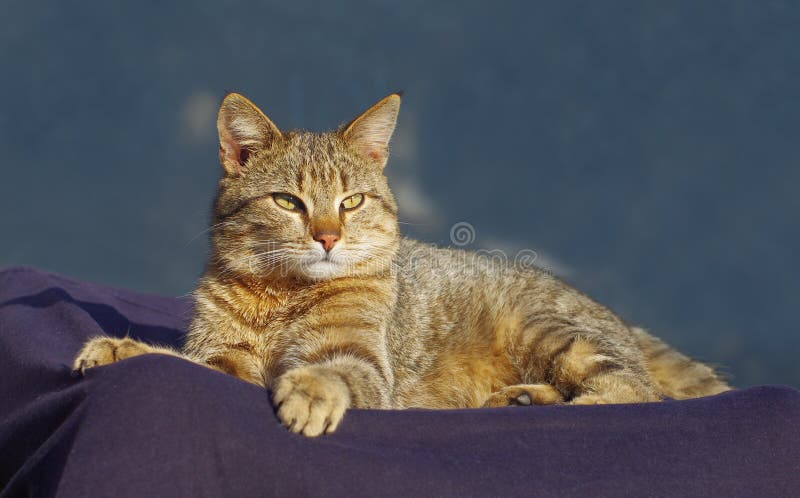Lovely tabby cat stock photo. Image of love, purebred - 31731120