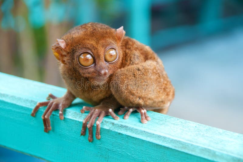 Sweet and Cute Smiling Tarsier Sitting on a Tree Stock Photo - Image of ...