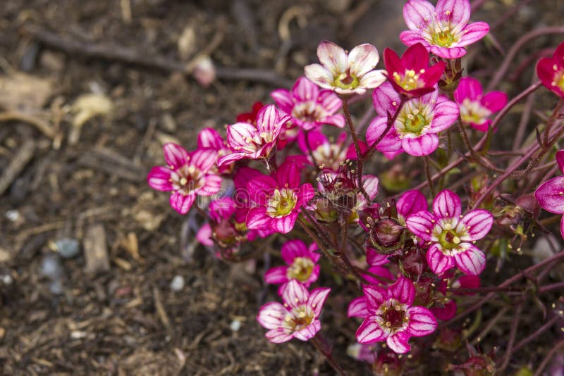 Lovely Tiny Pink Flowers. Soft Focus Photo Stock Photo - Image of close ...