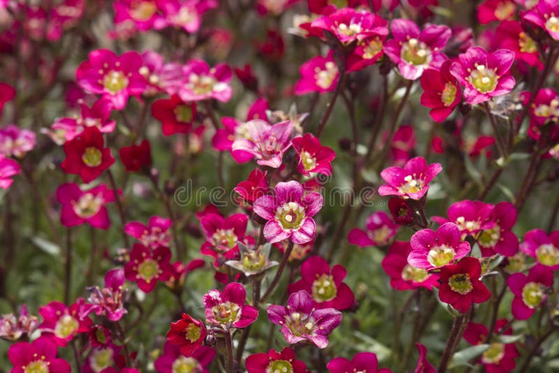 Lovely tiny red flowers. stock photo. Image of nature - 247116534