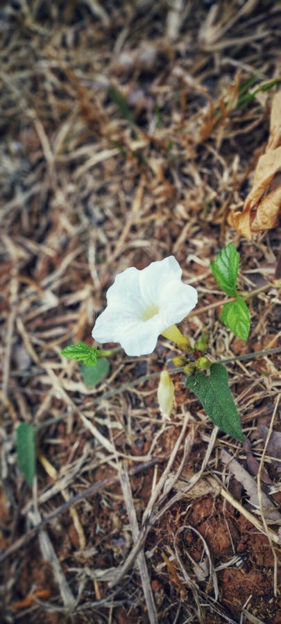 Lovely Tiny White Part Four Stock Image - Image of four, white: 291340733