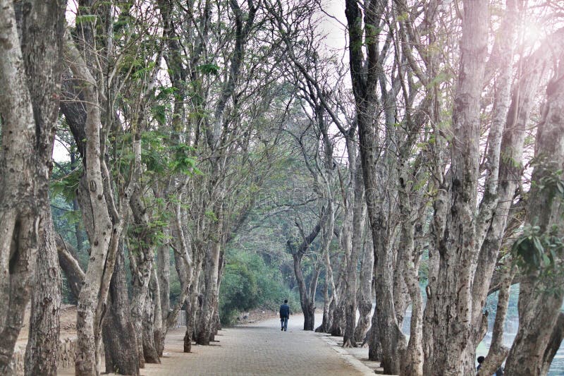 Lovely Tree Road stock photo. Image of mumbai, lonely - 64752808