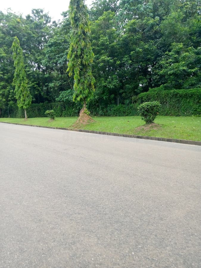 Lovely trees by roadside stock image. Image of backyard - 234392837