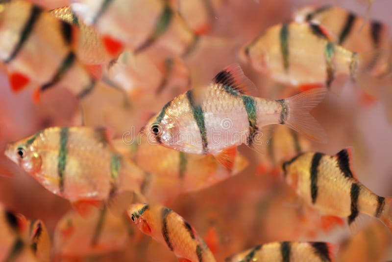 Tropical Fish Picture. Image: 15831433