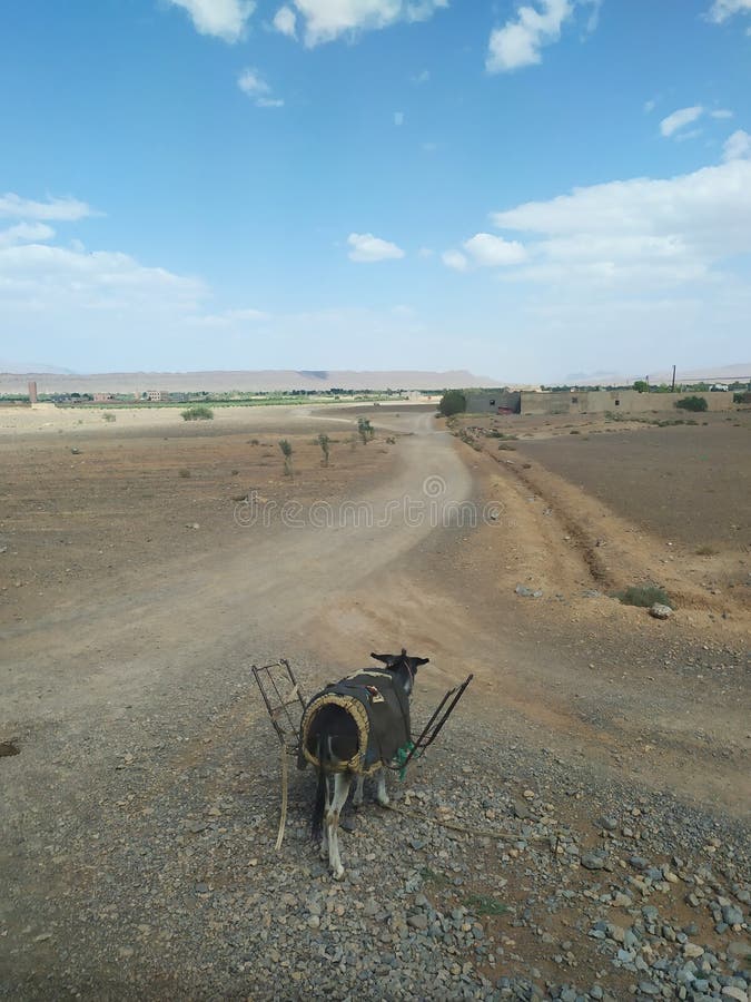 A Lovely and Very Helpful Animal in the Desert on the Way Back Stock ...