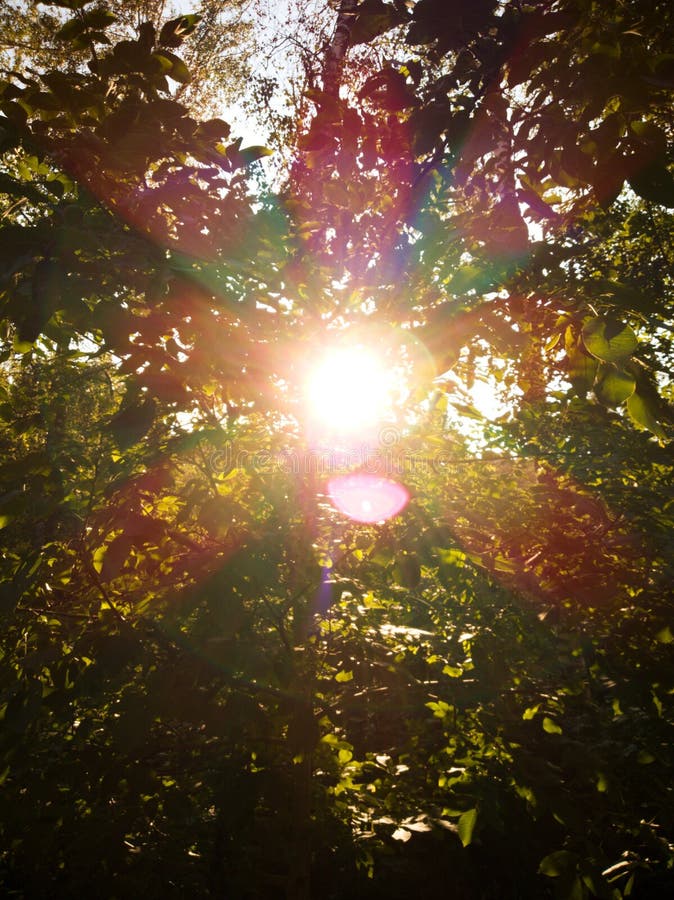 Lovely Walk in Nature Sunset Stock Photo - Image of love, nature: 229859318