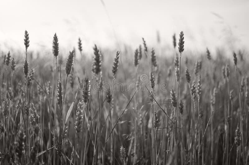 Lovely wheat field stock image. Image of detail, background - 33941385