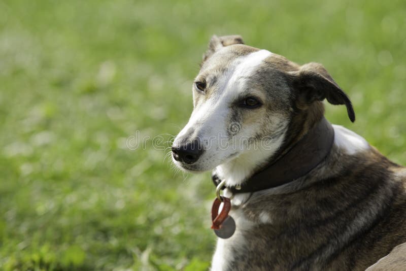 Lovely whippet stock photo. Image of whippet, peaceful - 34107932