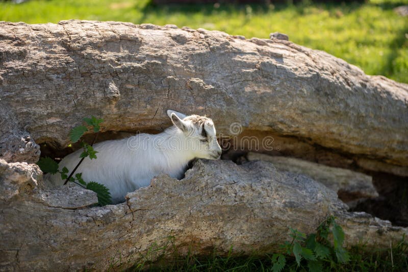 Lovely White Baby Goat Jumping on a Tree Trunk Stock Image - Image of ...