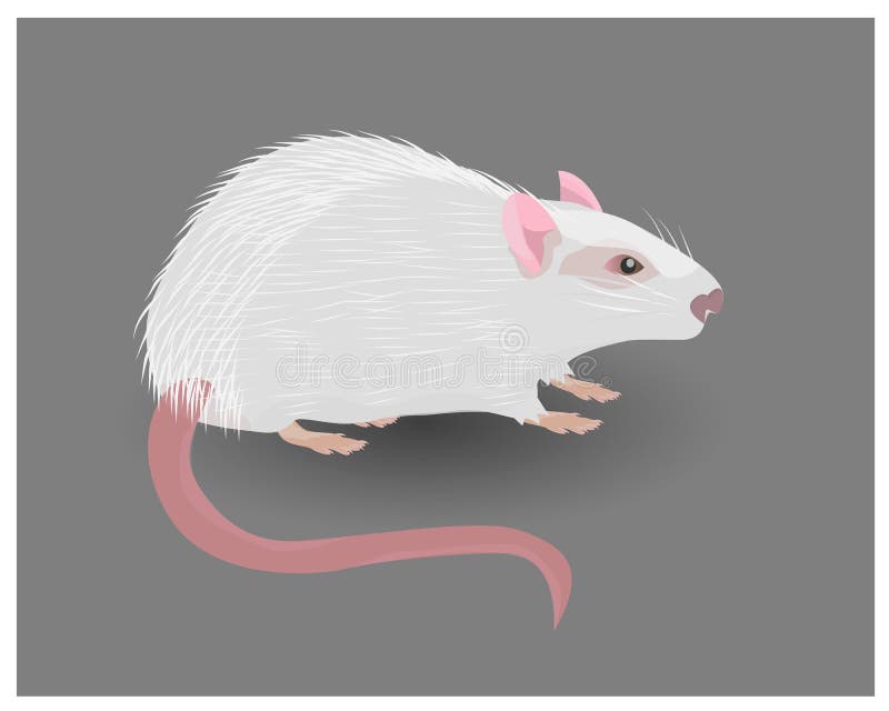 Lovely white mouse stock vector. Illustration of winds - 103811261