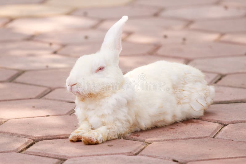 Lovely White Seashell on a Beachside Table Stock Photo - Image of ...