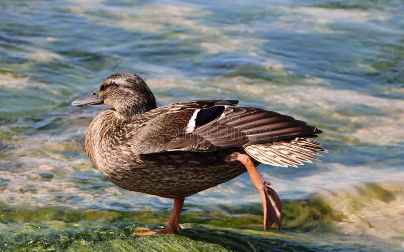 Lovely wild duck stock photo. Image of nature, animal - 320066950