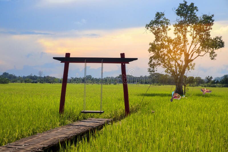 Lovely Wooden Swing on Beautiful Green Rice Field Stock Image - Image ...