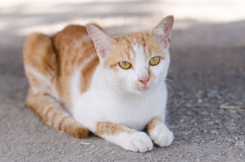 Lovely yellow cat. stock image. Image of softness, orange - 62825823