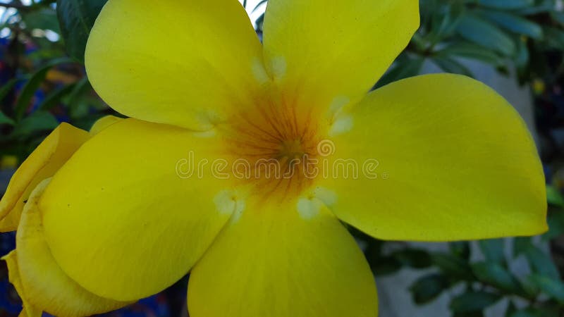 Lovely Yellow Garden Flower in the Philippines Stock Photo - Image of ...