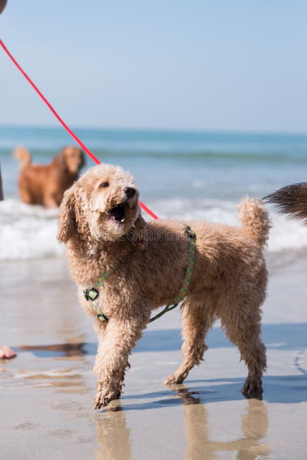 The lovely yellow poodle stock image. Image of poodle - 79000087