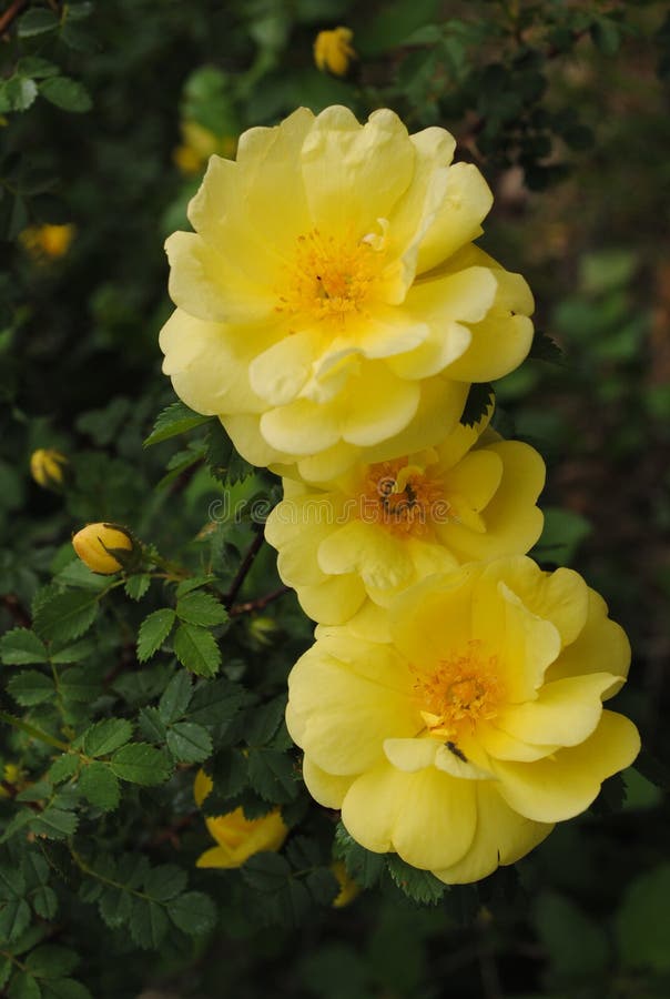 A Lovely Yellow Rose Growing on the Bush. Stock Image - Image of rose ...