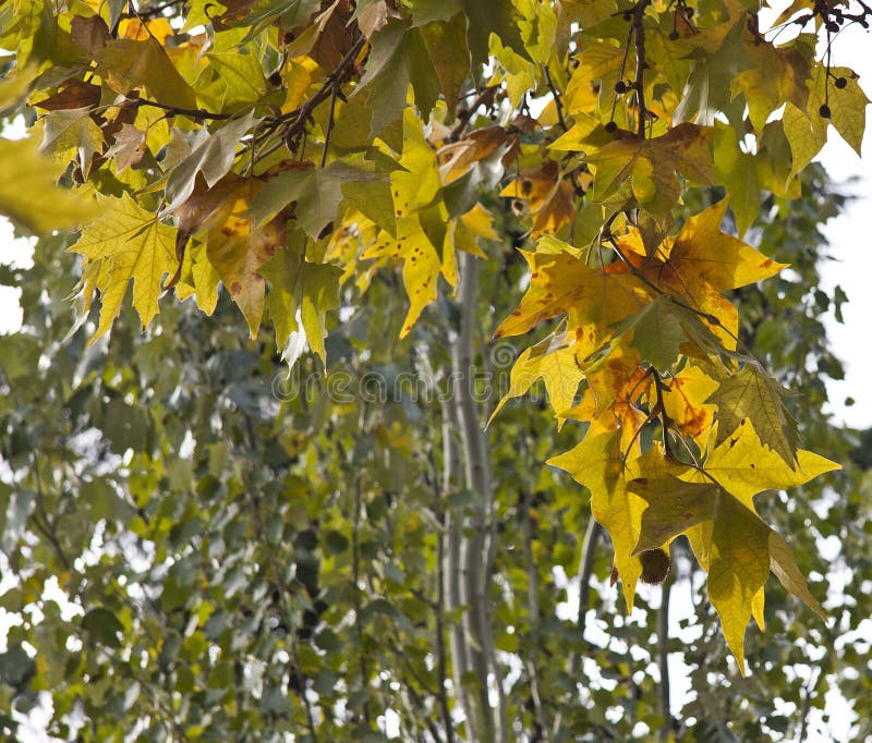 Sycamore leaves and fruits stock image. Image of seeds - 70775851
