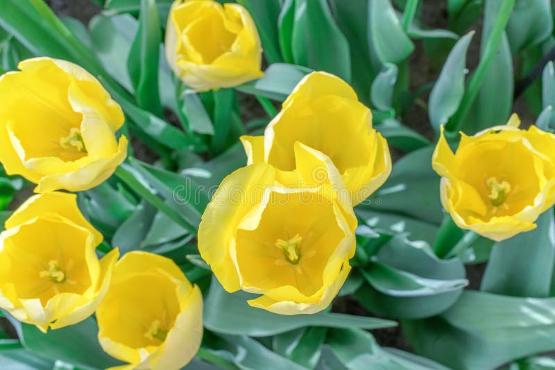 Lovely Yellow Tulips Top View Close Up Stock Photo - Image of colorful ...