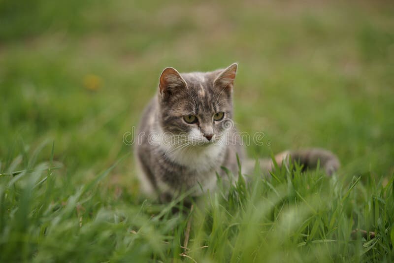 Lovely Young Ash Cat Portrait in the Green Grass Stock Image - Image of ...