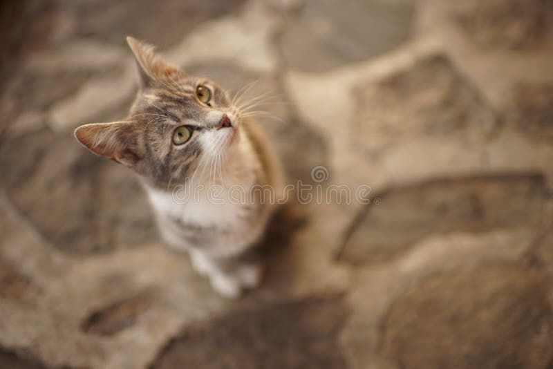 Lovely Young Ash Cat Portrait on the Stone Steps Outdoors Stock Photo ...