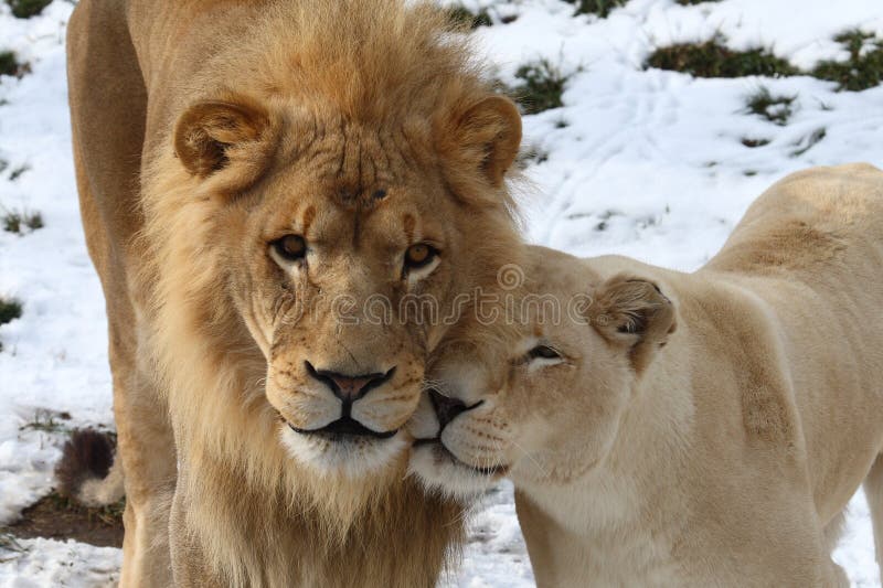 Lion lover stock image. Image of lion, couple, cute, afric - 3912337