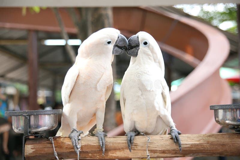 416 Parrots Kiss Stock Photos - Free & Royalty-Free Stock Photos from ...