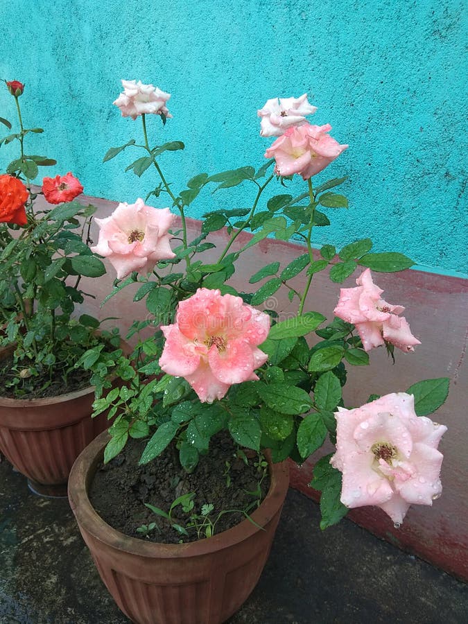 Lover rose stock photo. Image of rose, lover - 168633914