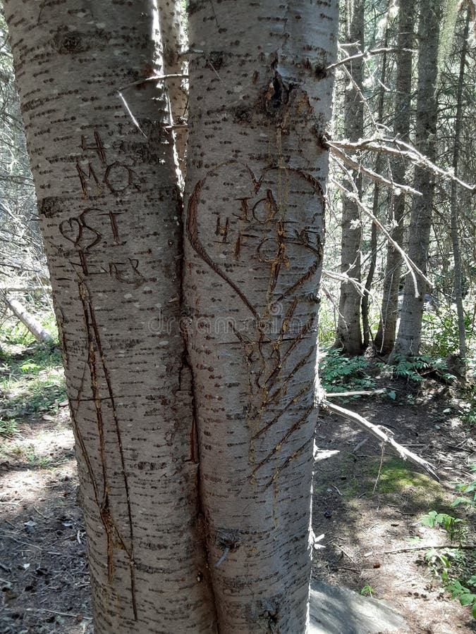 Lovers Initials Carved on a Tree in the Forest Stock Image - Image of ...