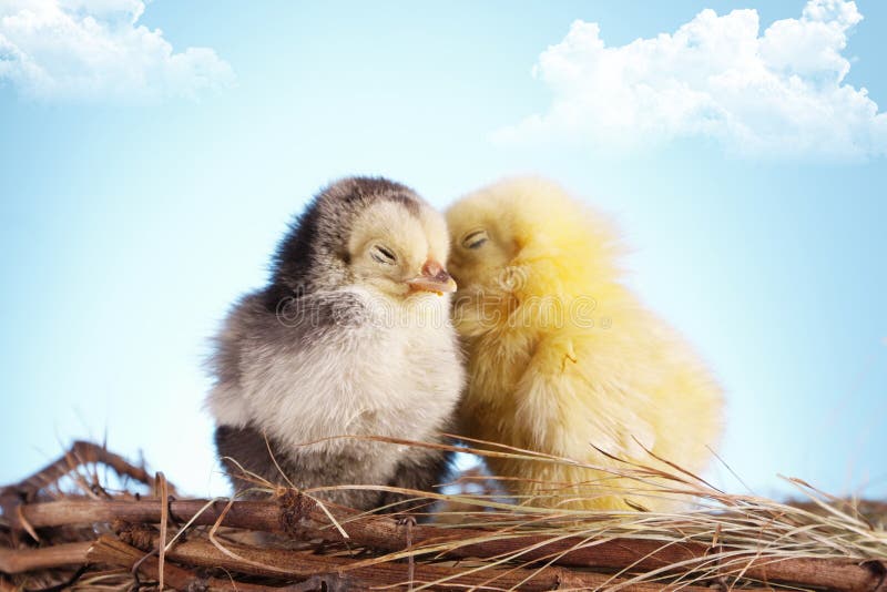 Two loving birds stock photo. Image of sitting, loving - 5839338