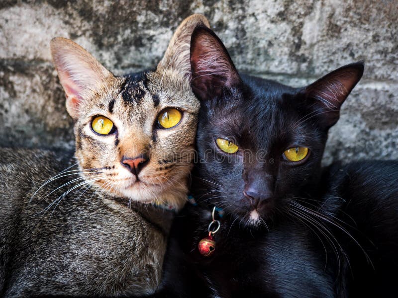 Loving cat stock image. Image of friendly, friends, portrait - 100577807