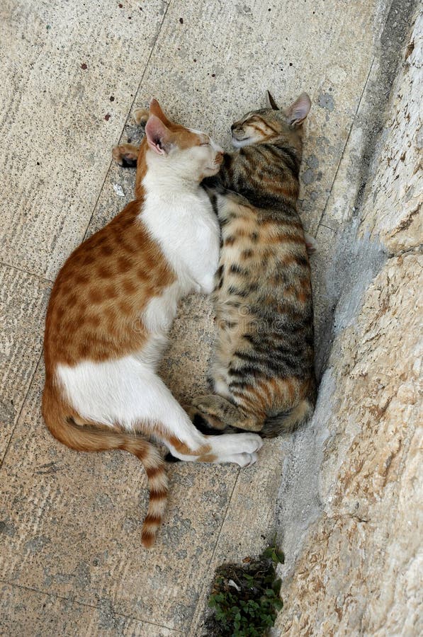 Loving cats stock photo. Image of kiss, closed, kissing - 518068