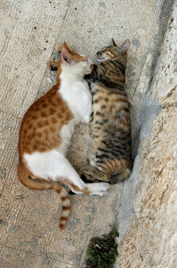 Loving cats stock photo. Image of kiss, closed, kissing - 518068