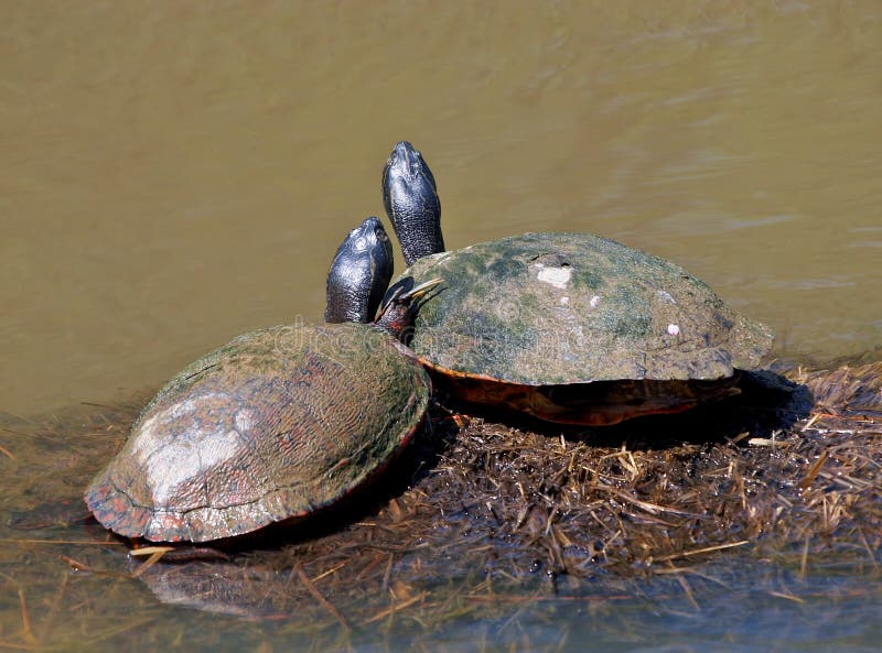 157 Two Turtles Love Stock Photos - Free & Royalty-Free Stock Photos ...