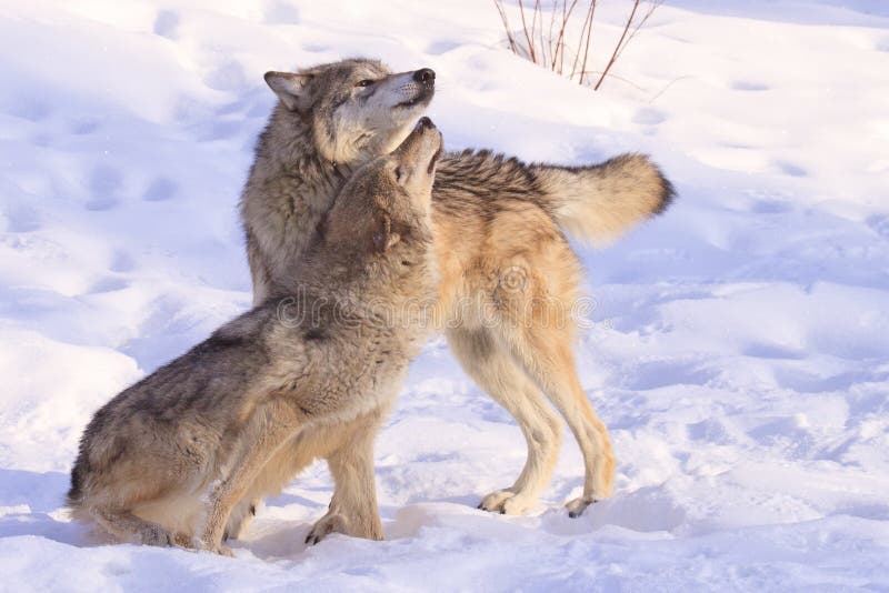 Happy Married Couple of Wolves Together, a Female Wolf and a Male Wolf ...