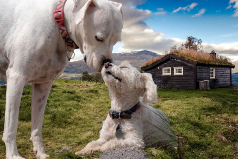 Loving Dog Loving Each Other Stock Image - Image of farm, grazing ...