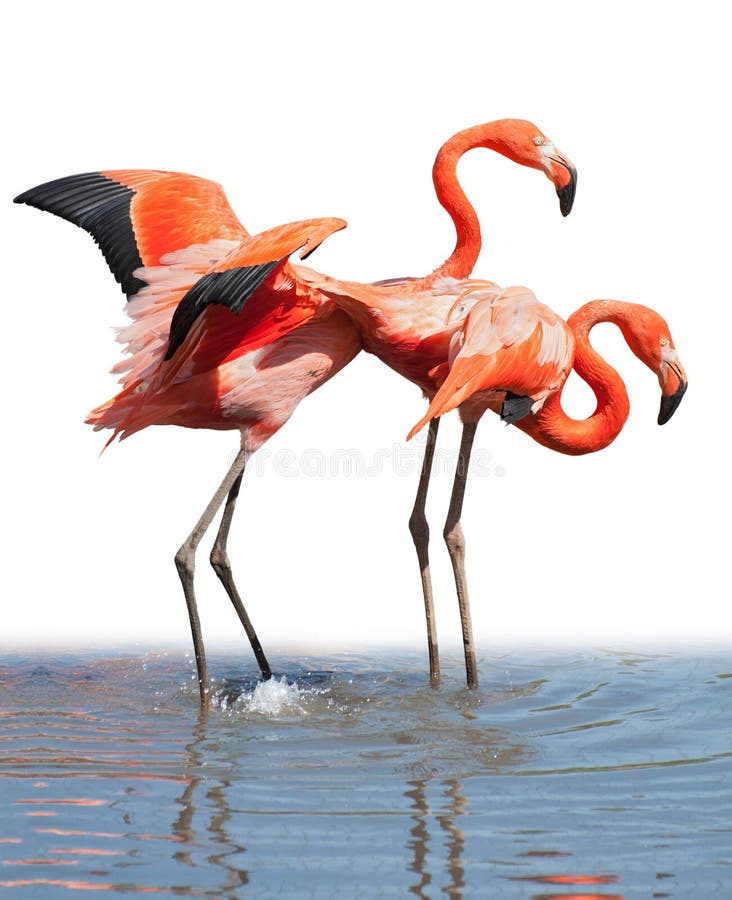 Loving flamingo couple stock photo. Image of love, bird - 25287976