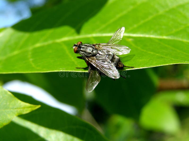 Loving the flies stock image. Image of crazy, beautiful - 14754819