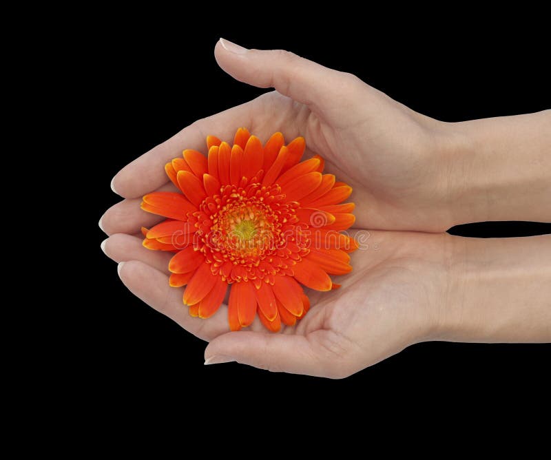 Giving life stock image. Image of hands, connecting, delicate - 10494567