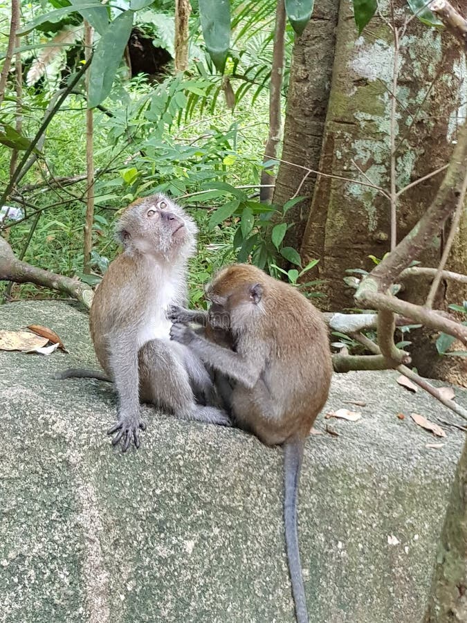 Loving monkey sun tanning stock photo. Image of monkey - 147836632