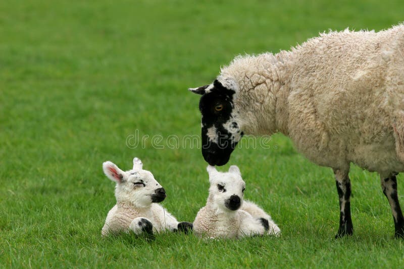 Lambs Playing stock photo. Image of farmer, cawl, gamboling - 93884