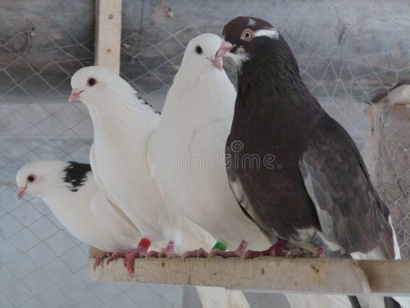Loving Pigeons Cooing on the Perch Stock Photo - Image of pigeons, bird ...