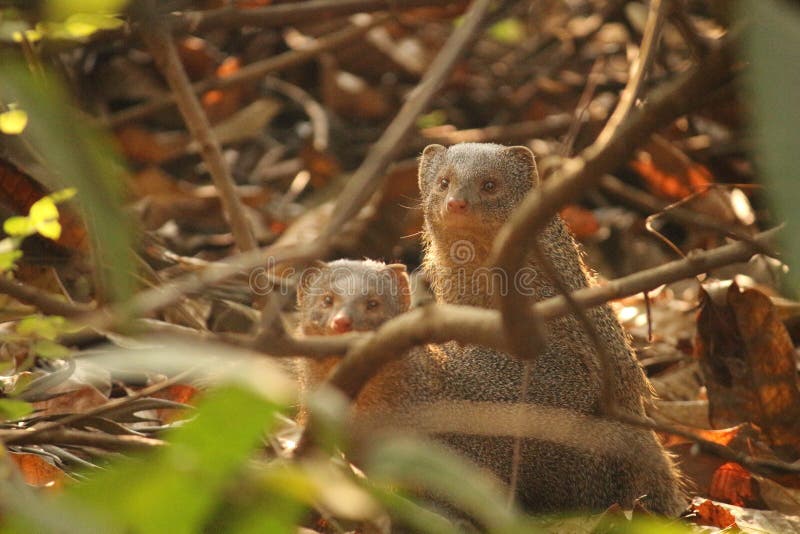 Loving solus stock image. Image of mating, beautiful - 124671089