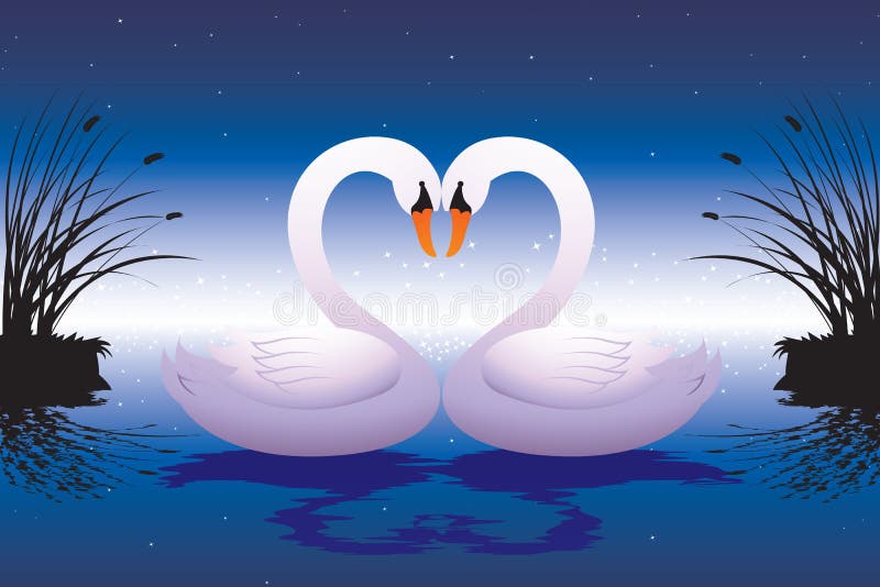 Kissing swans stock vector. Illustration of beauty, animal - 22709335